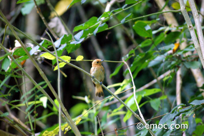 Takitumu Conservation Area - Kakerori bird | emotioncreations.net